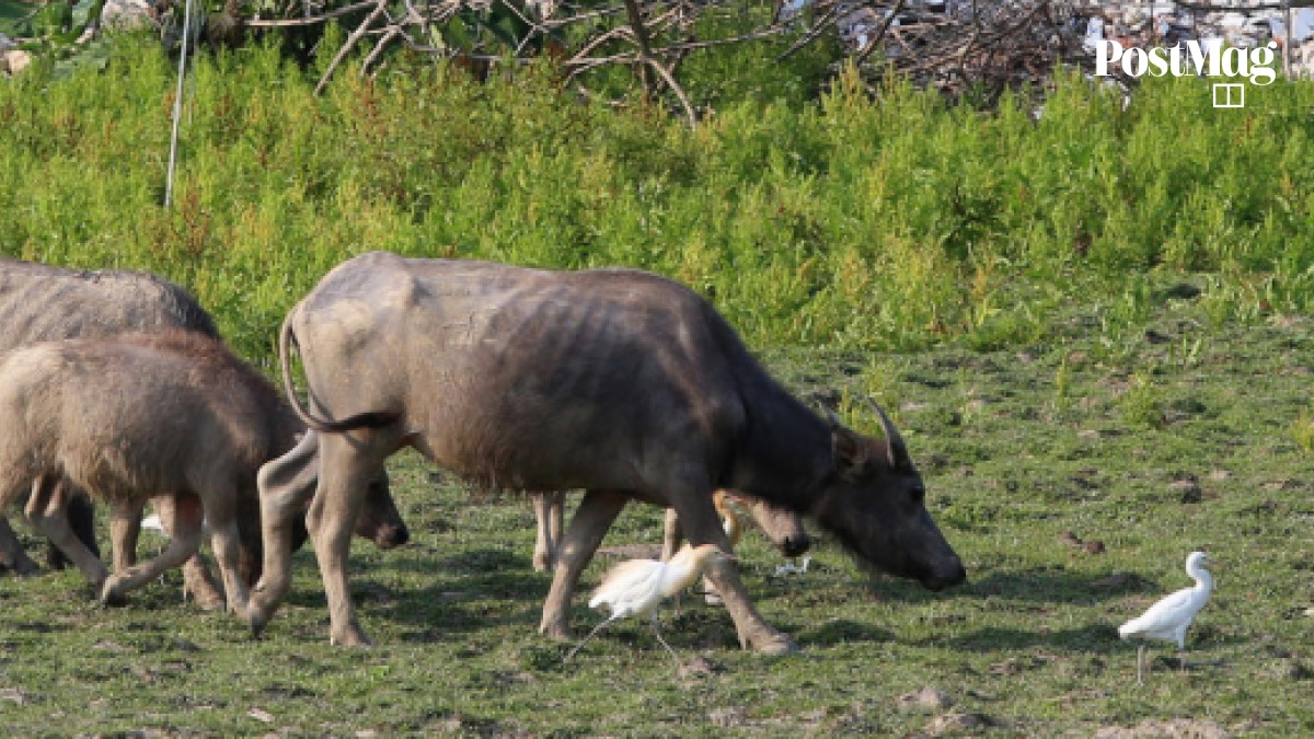 Time is running out fast for Hong Kong's water buffalo | South China ...