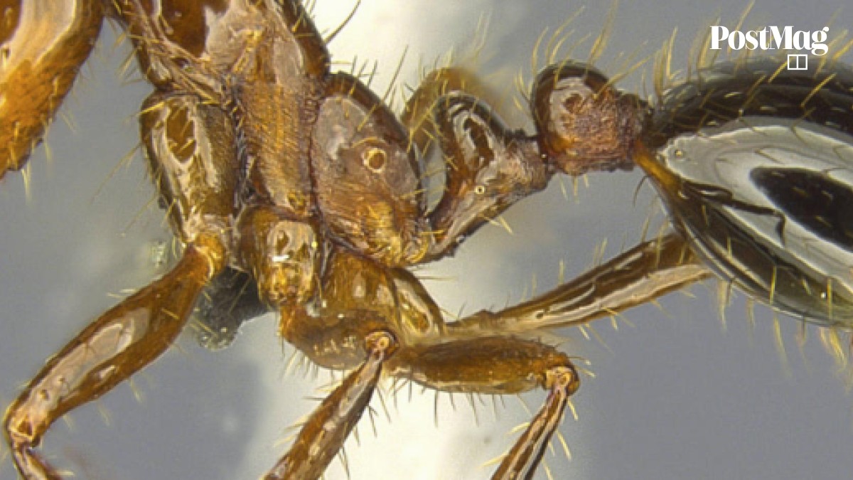 Plague of fire ants the latest Hong Kong alien invasion - and boy, do ...