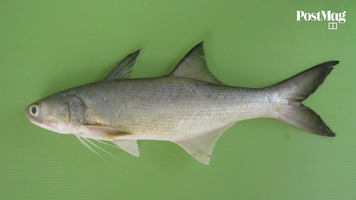 What is threadfin? ‘Almost like salmon, but without the bad rep,’ say ...