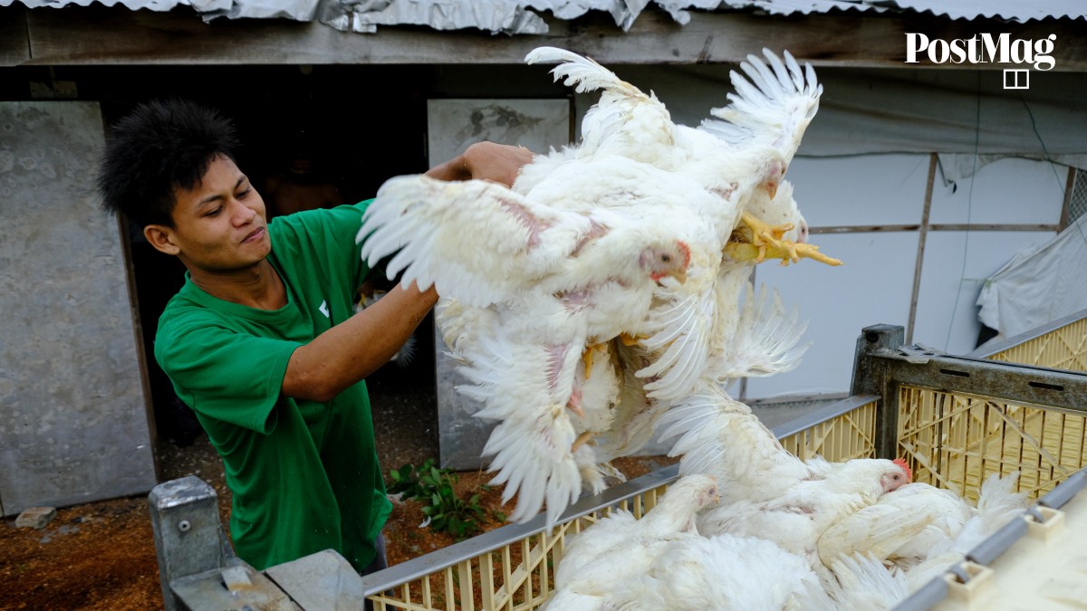 Reflections | Chicken, the ‘fowl of five virtues’ in Chinese lore, and ...