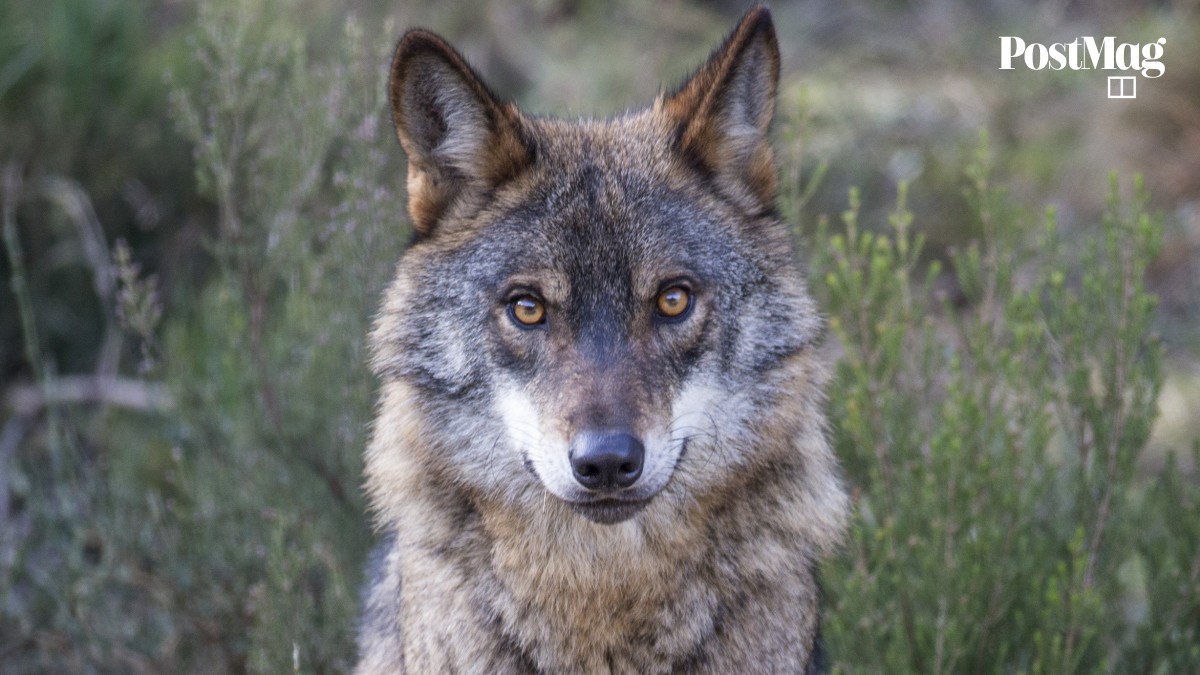 iberian wolf