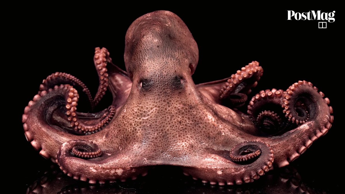 Language Matters | Octopus word origin, the correct plural form, and ...