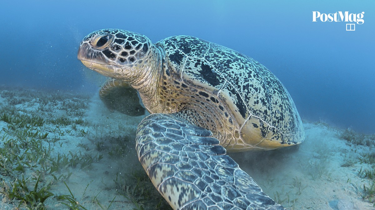 Language Matters | Turtle, tortoise, terrapin - history of the words ...