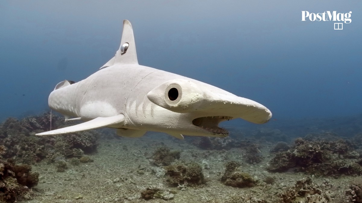 Review | How BBC Earth’s Spy in the Ocean uses robot sperm whale ...