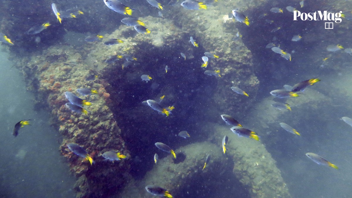 When a ‘$100 million attempt’ to save Hong Kong’s marine environment ...