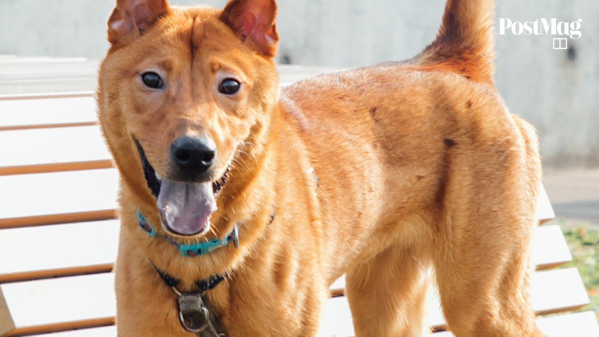 Tinder for dogs and cats? In Hong Kong, it’s happening: SPCA launches ...