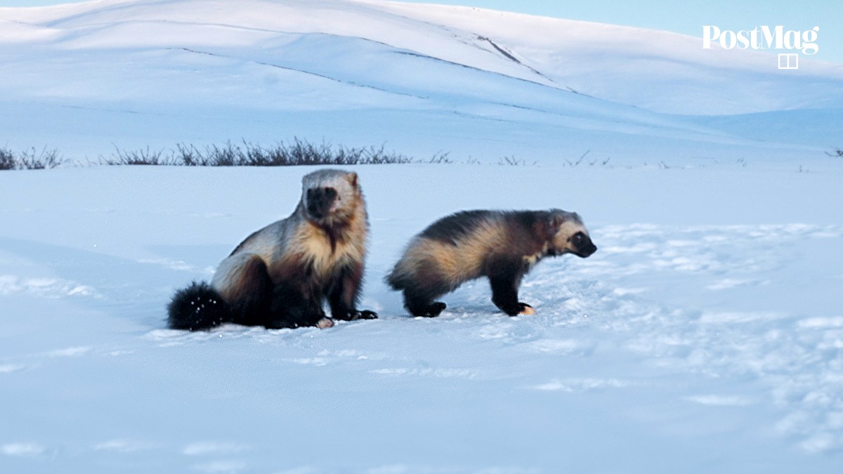 david attenborough wolves