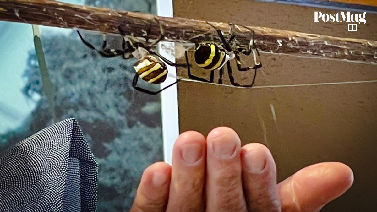 Japan’s annual samurai spider fight pays tribute to a practice dating ...