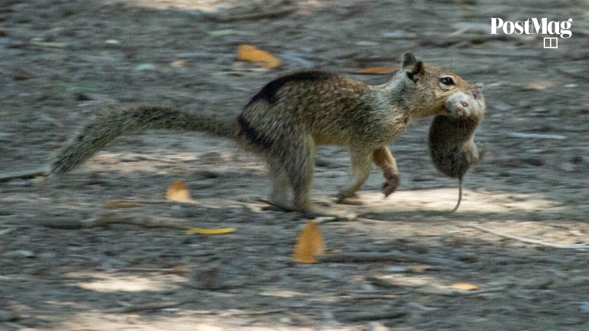 the vicious squirrel