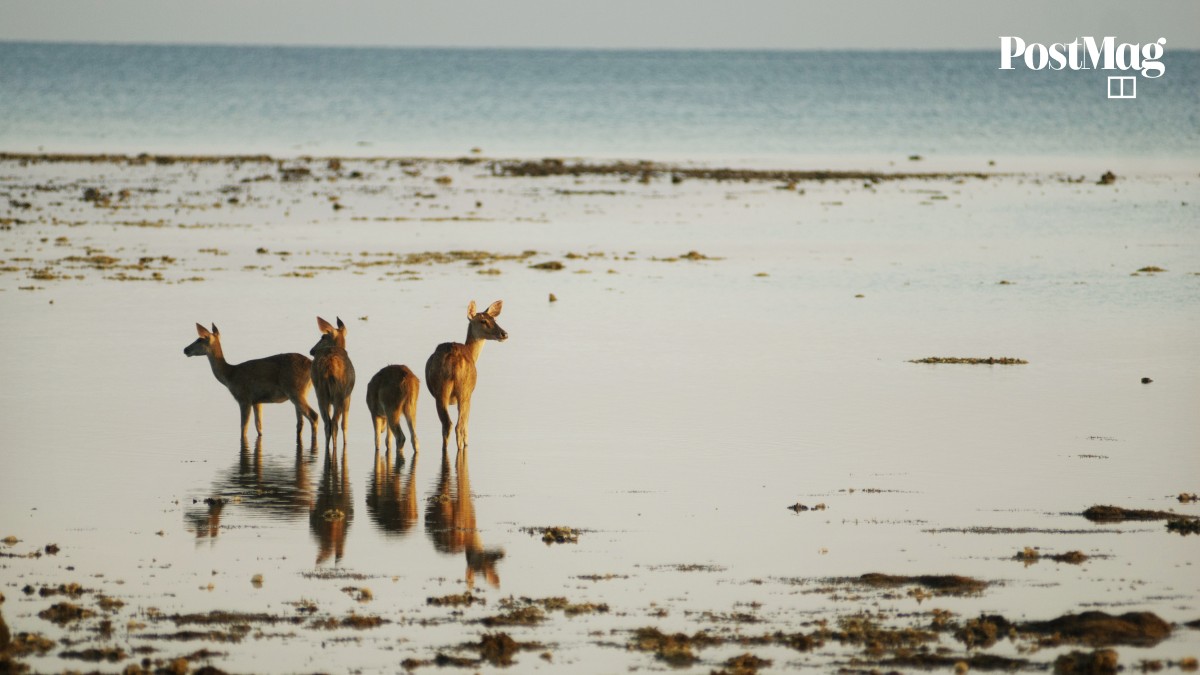 Recap | The best of Bali, from iconic wildlife, laid-back Nusa ...