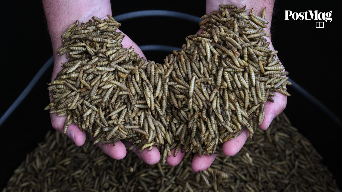 Maggots, the future of food: high in protein with a small carbon ...