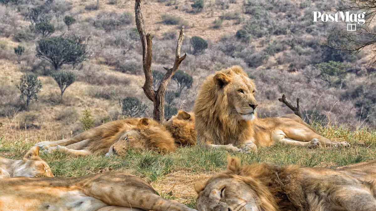 The Lord, the lions and the Chinese medicine tiger bone trade ...