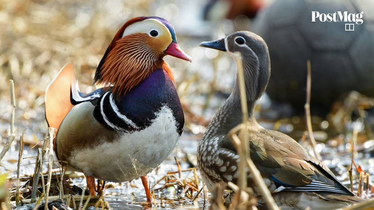 Reflections | How mandarin ducks became a Chinese symbol of love ...