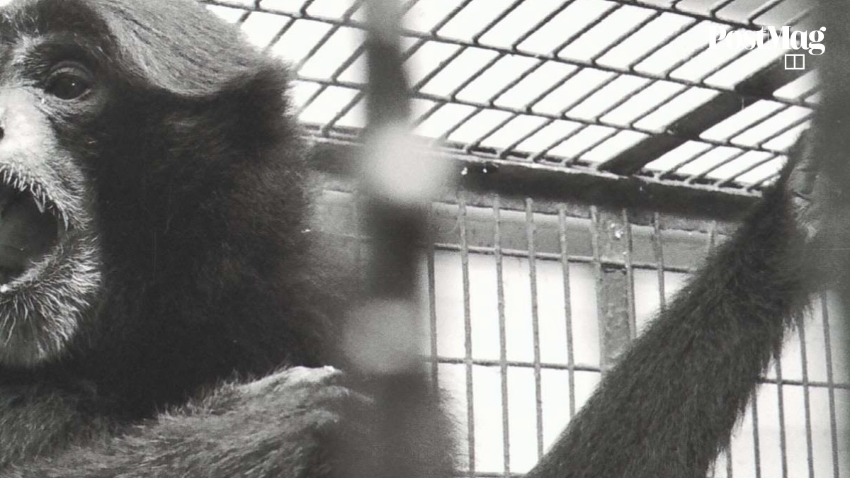 Tracing the history of Hong Kong’s controversial ‘zoo’ | South China ...