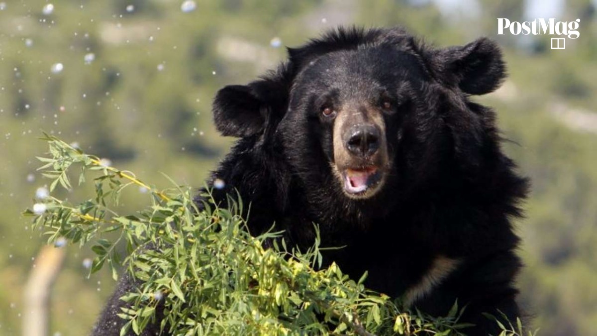 karate man bear attack