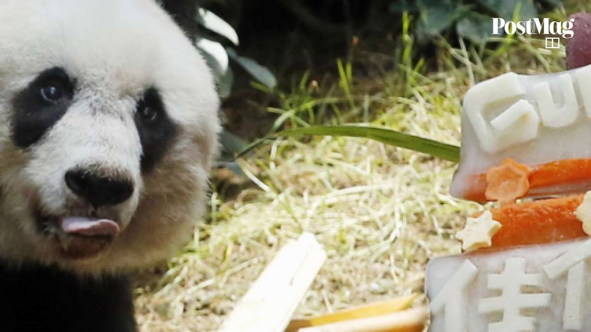 Giant panda Jia Jia’s journey to Hong Kong | South China Morning Post