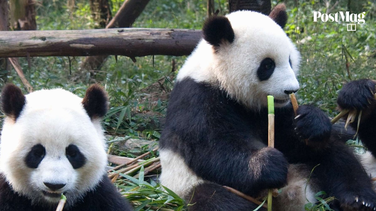 Why New York’s elite are on a crusade to bring giant pandas to city ...