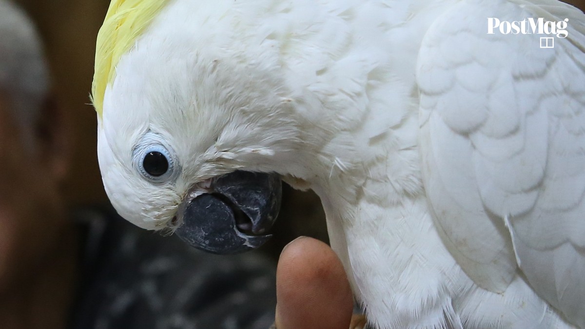 Language Matters | Where the cockatoo got its name from – not the ...