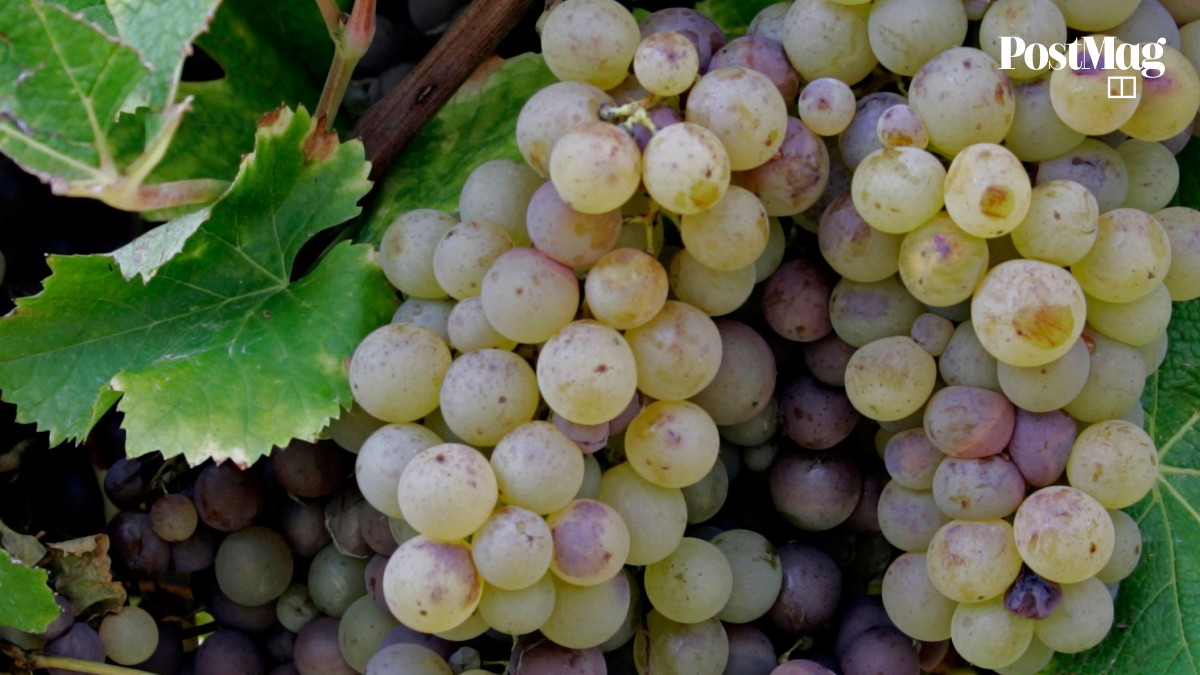 Thanks sémillon: the underestimated grape that’s increasingly sought ...