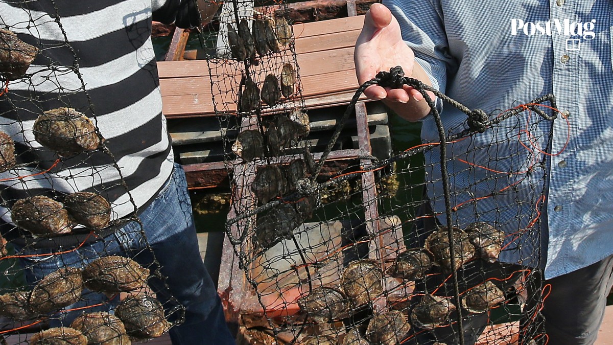 Pearl farming in Hong Kong: enthusiasts restock oyster beds in city ...
