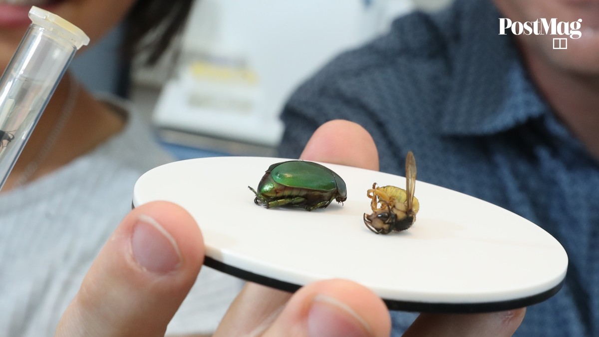 Bug hunting in biodiverse Hong Kong: a great outdoor activity for kids ...