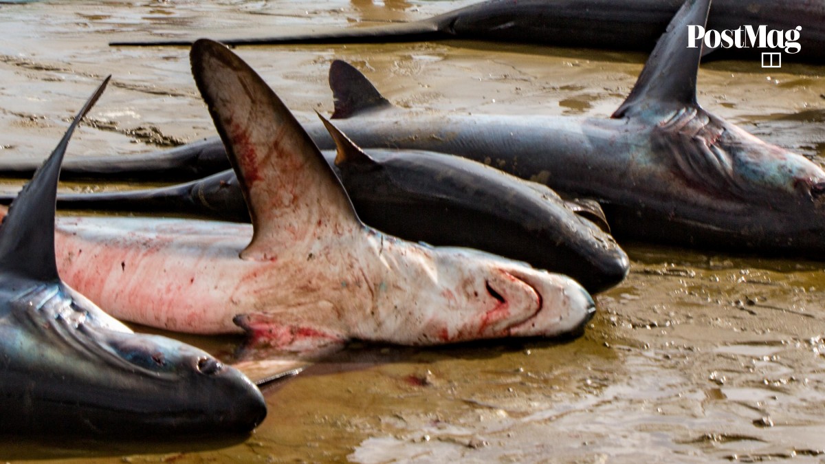 War on sharks: Chinese demand for fins driving rogue fishing fleets to ...