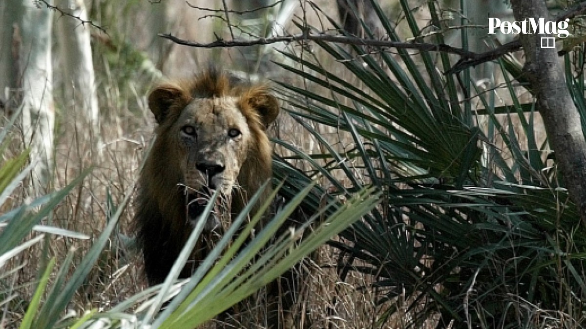 Lion poaching: with few tigers left, Africa’s prides are being targeted ...