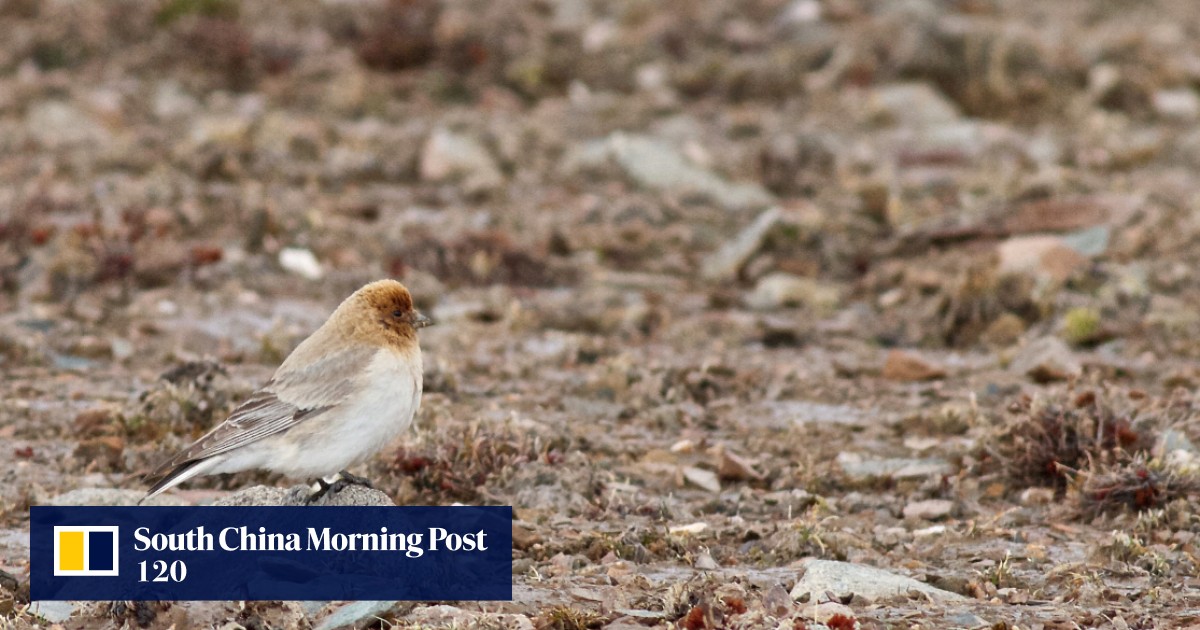 Rare bird rediscovered after 83 years | South China Morning Post