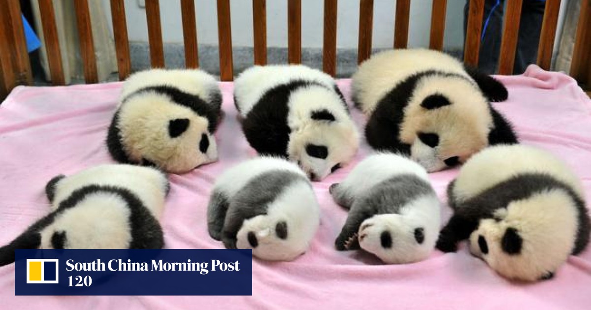 Fossils suggest giant pandas went from being man's friend to prey ...