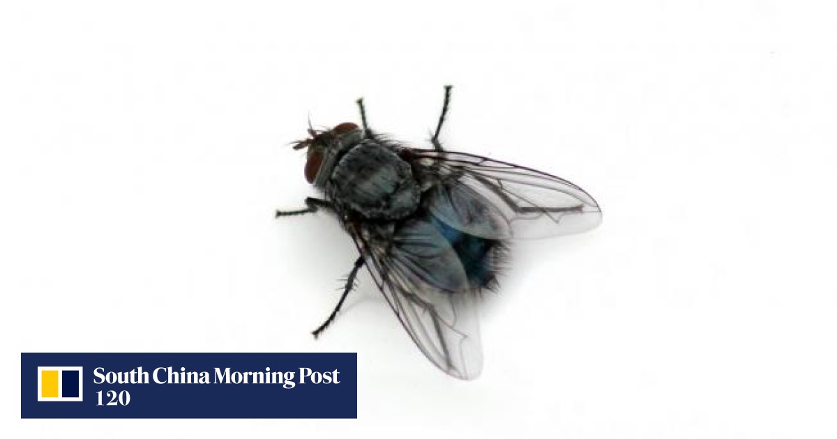 Public go potty over ministry's plan to use flies to measure toilet ...