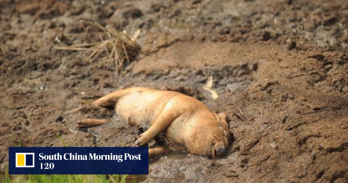 8,000 dead pigs taken out of Huangpu River | South China Morning Post