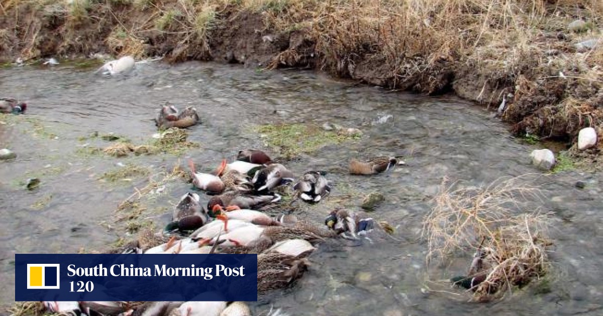 Over 1,000 deads ducks found in Sichuan river | South China Morning Post