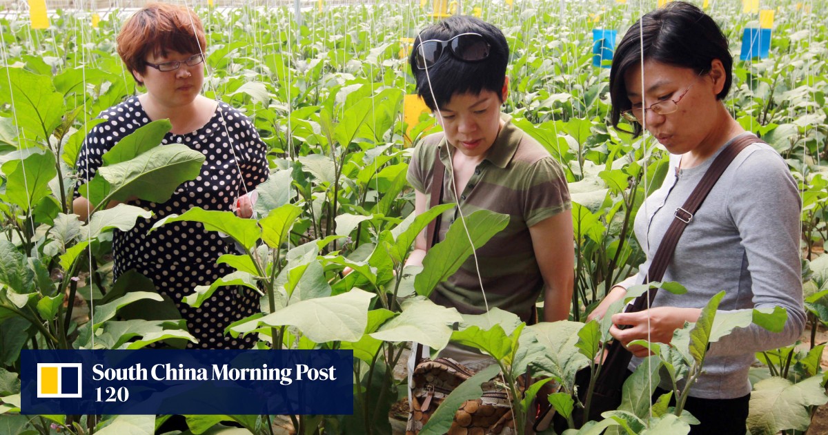 How food scandals are forcing Beijingers to search out organic ...