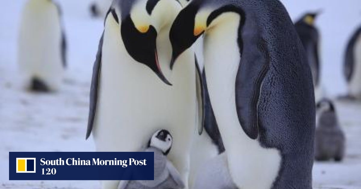 How robot 'Penguincams' are helping filmmakers chronicle the secret ...