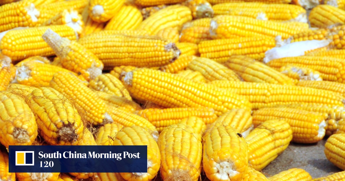 US corn trade rocked by fresh mainland China GM scrutiny | South China ...