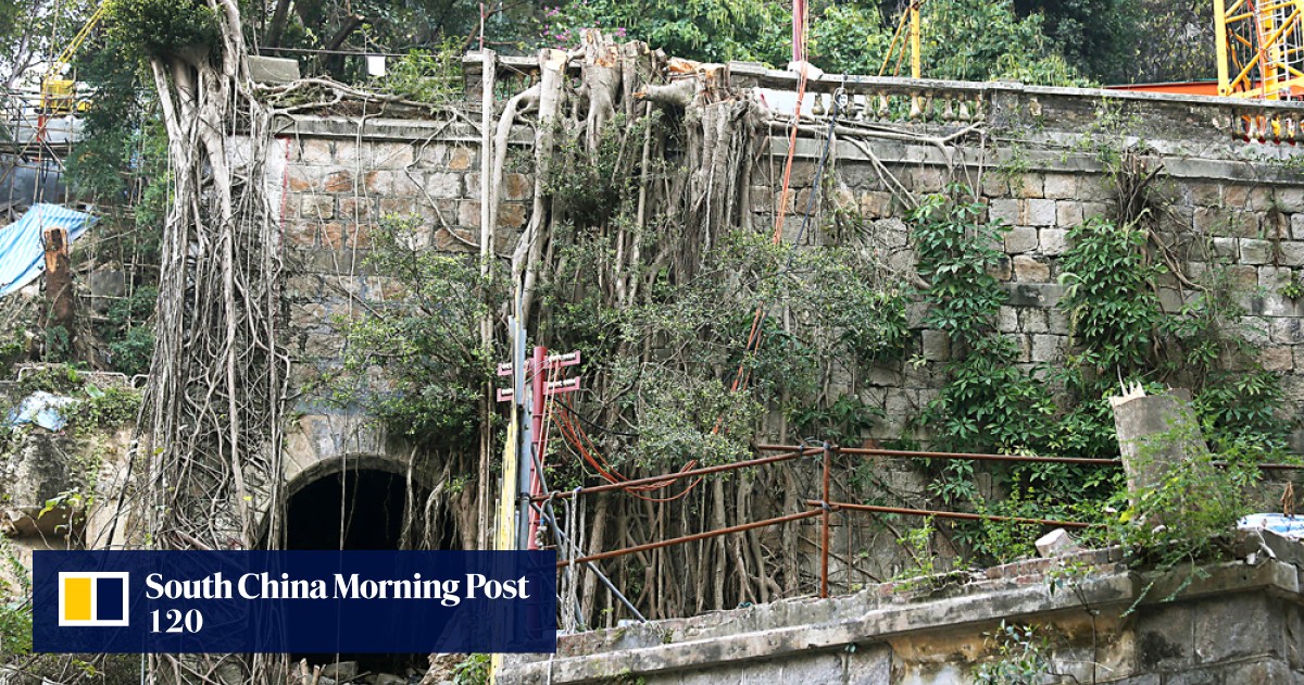 Green activists see red over felling of iconic wall tree in Wan Chai ...