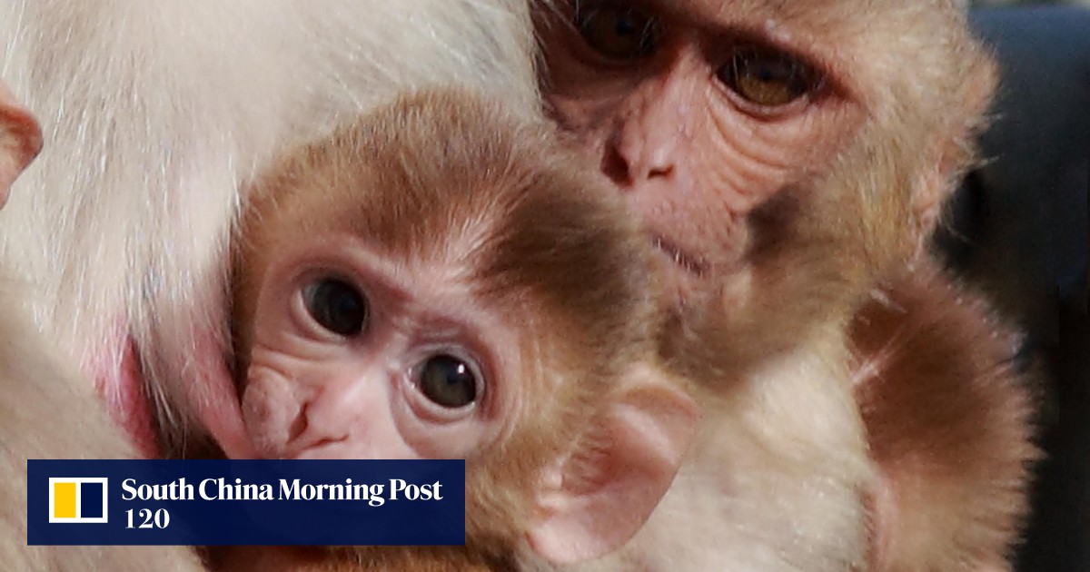 Using monkeys, scientists show that thoughts can move a paralysed limb ...