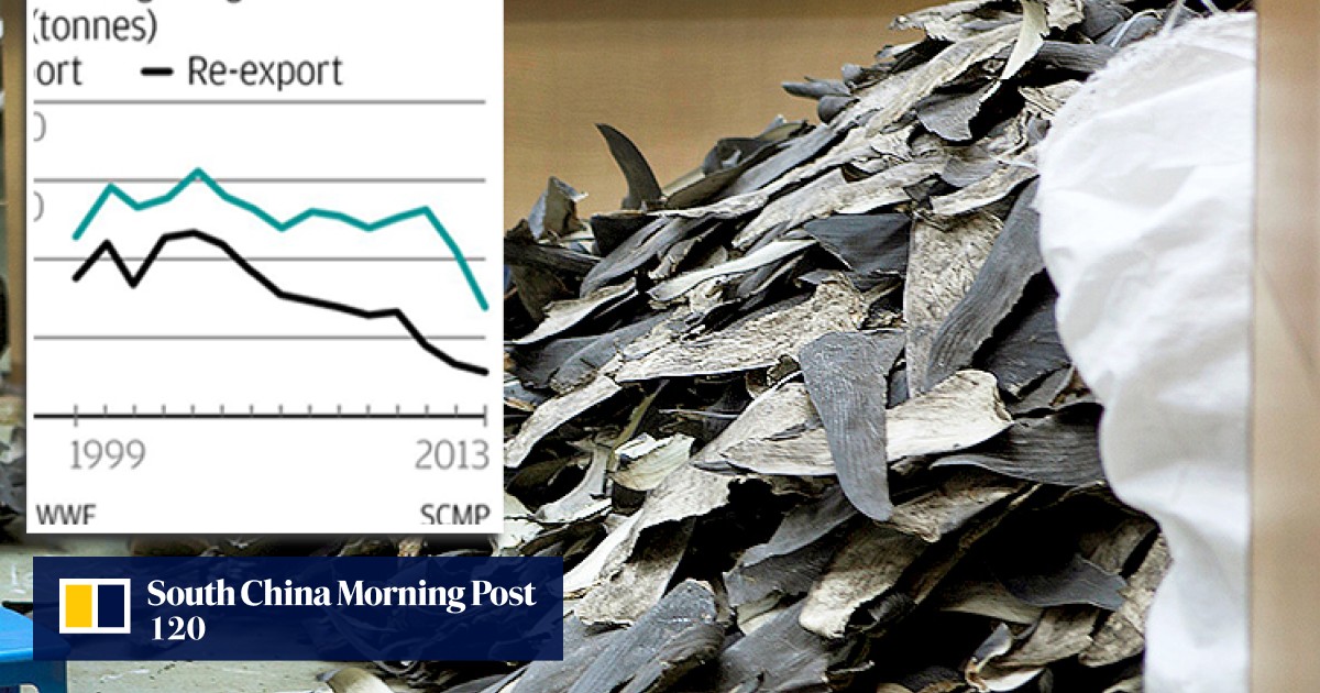 Shark fin trade from Hong Kong to China drops almost 90 per cent in one ...