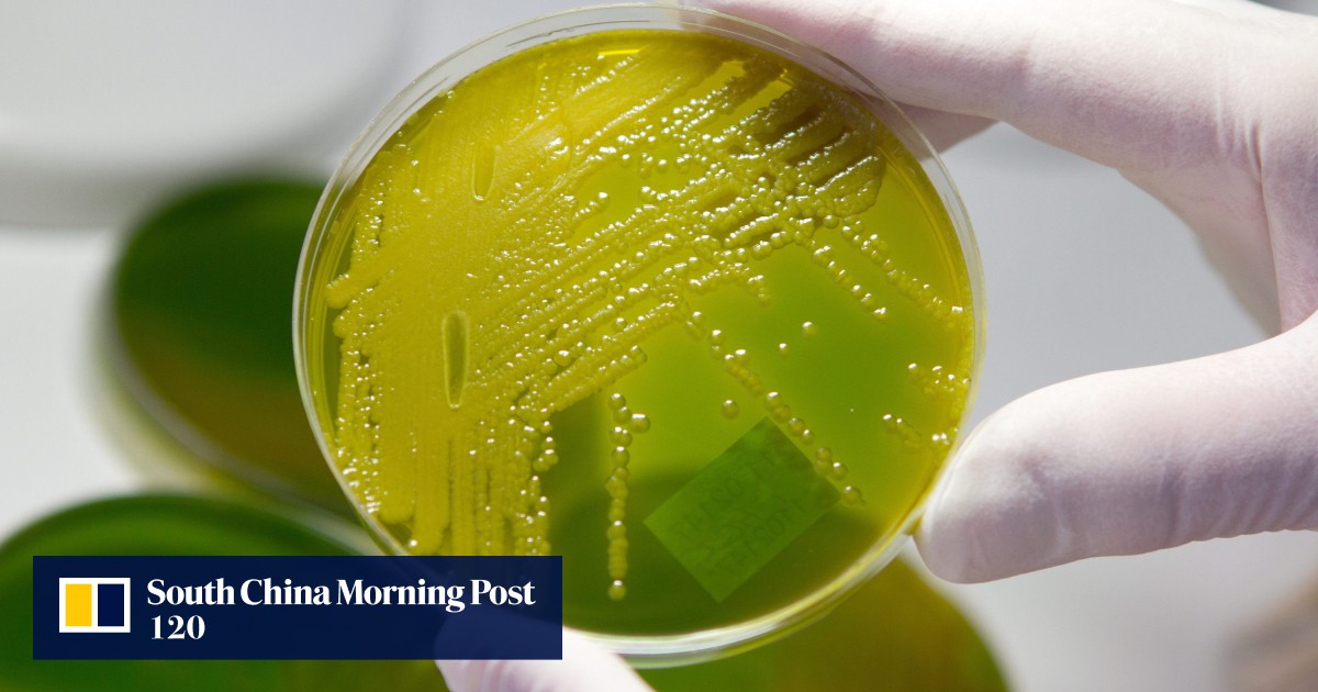 Rise of drug-resistant superbugs a global emergency, says WHO | South ...