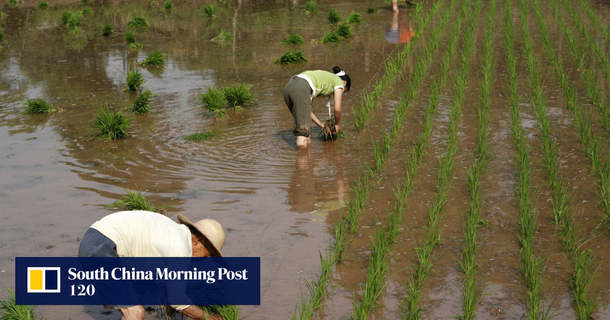 Why China's wheat-growing north produces individualists and its rice ...