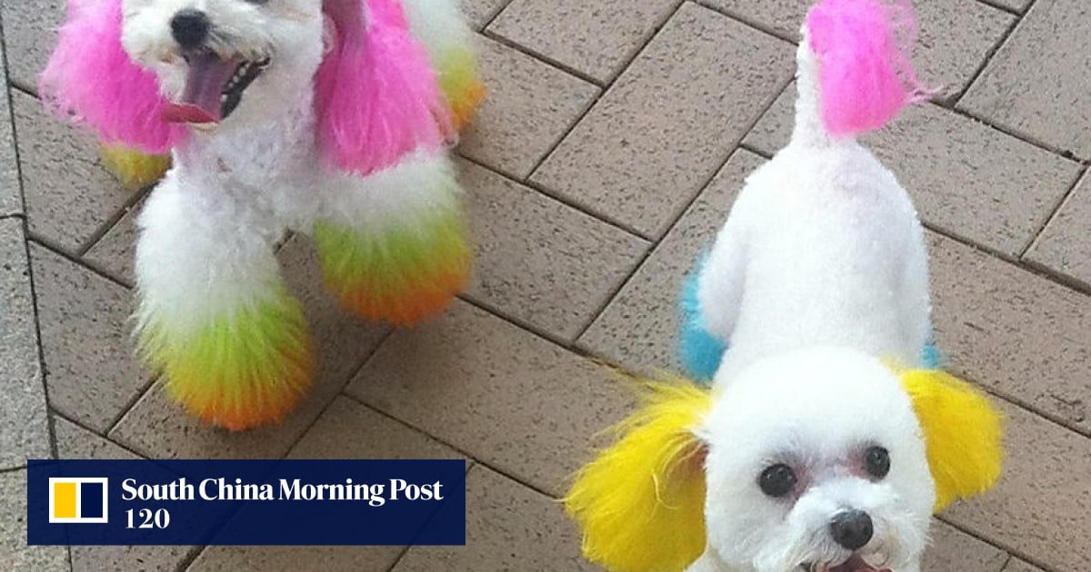 Hong Kong fad of dyeing dogs' fur could prove fatal: animal welfare ...