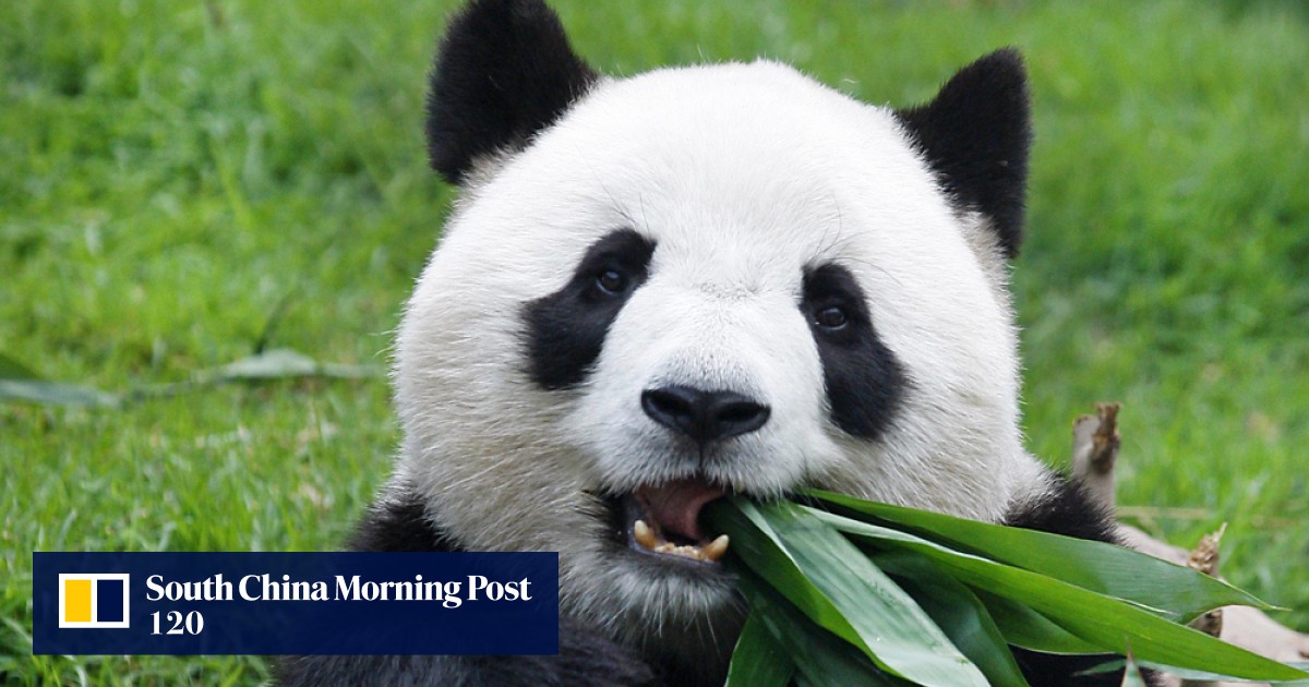 Macau’s giant panda Sam Sam dies of kidney failure, aged 5 | South ...