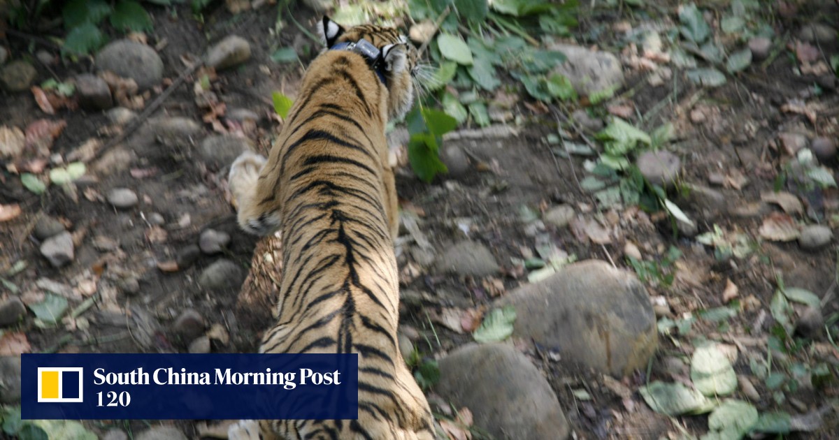 Google Glass and drones leading the fight against poaching in Nepal ...
