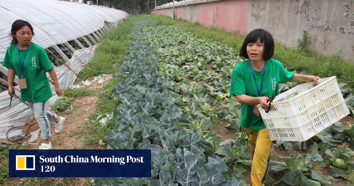 Young Mao devotees lead an agricultural revolution at the Righteous ...