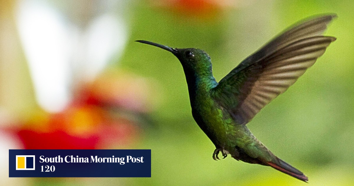 Secret life of hummingbird revealed | South China Morning Post