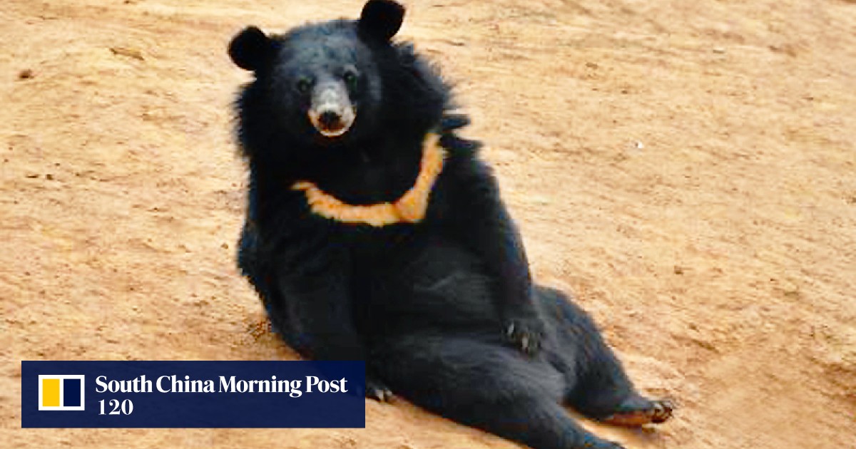 ‘Puppies’ raised by farmer in China’s Yunnan province turn out to be ...