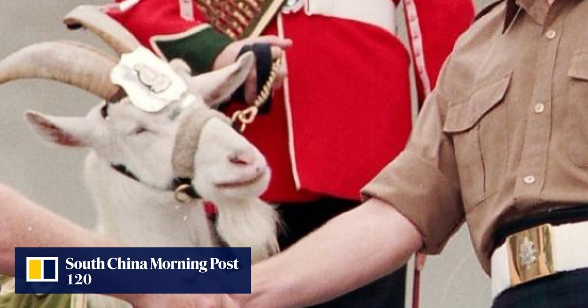 Meat, milk and mascot: the humble goat was once prized in Hong Kong ...