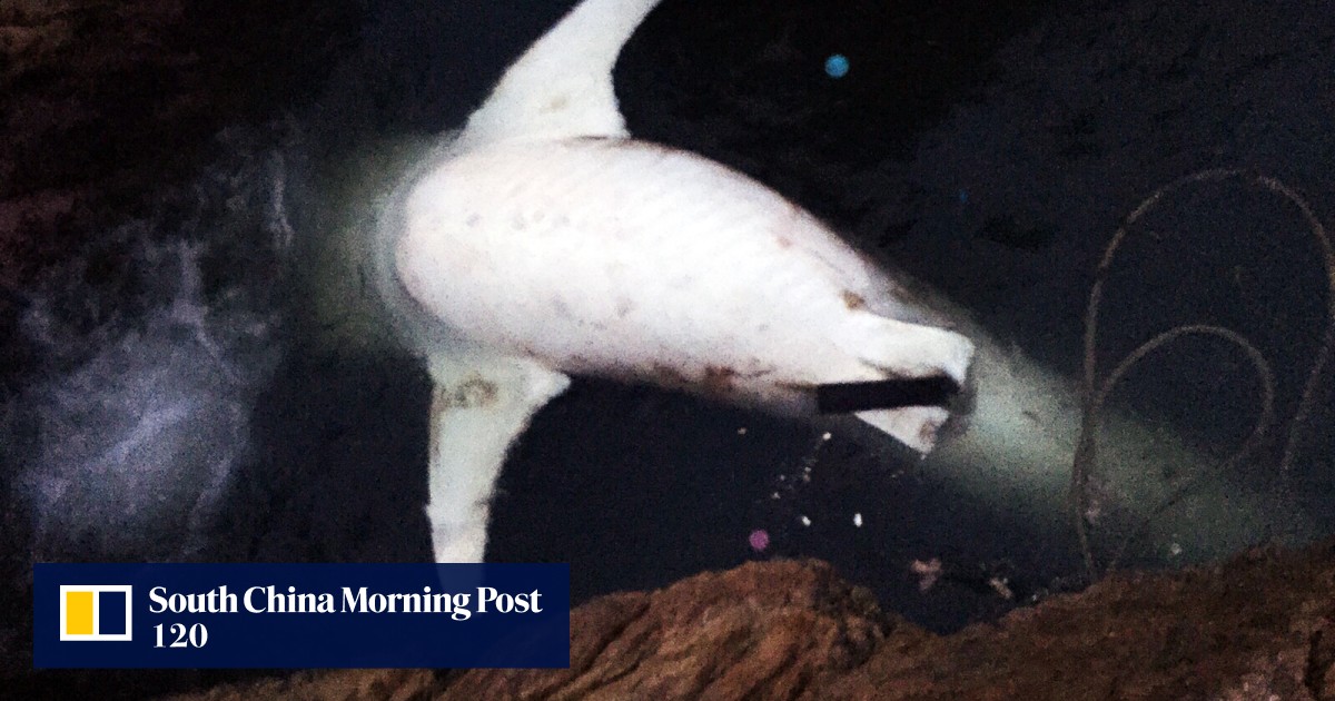 Decomposing ‘whale shark’ five metres long found off Cheung Chau in ...