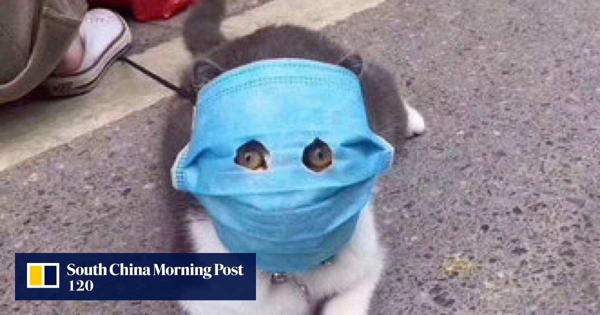 Viral meme of mask-wearing cat turns into a toy figure in coronavirus ...