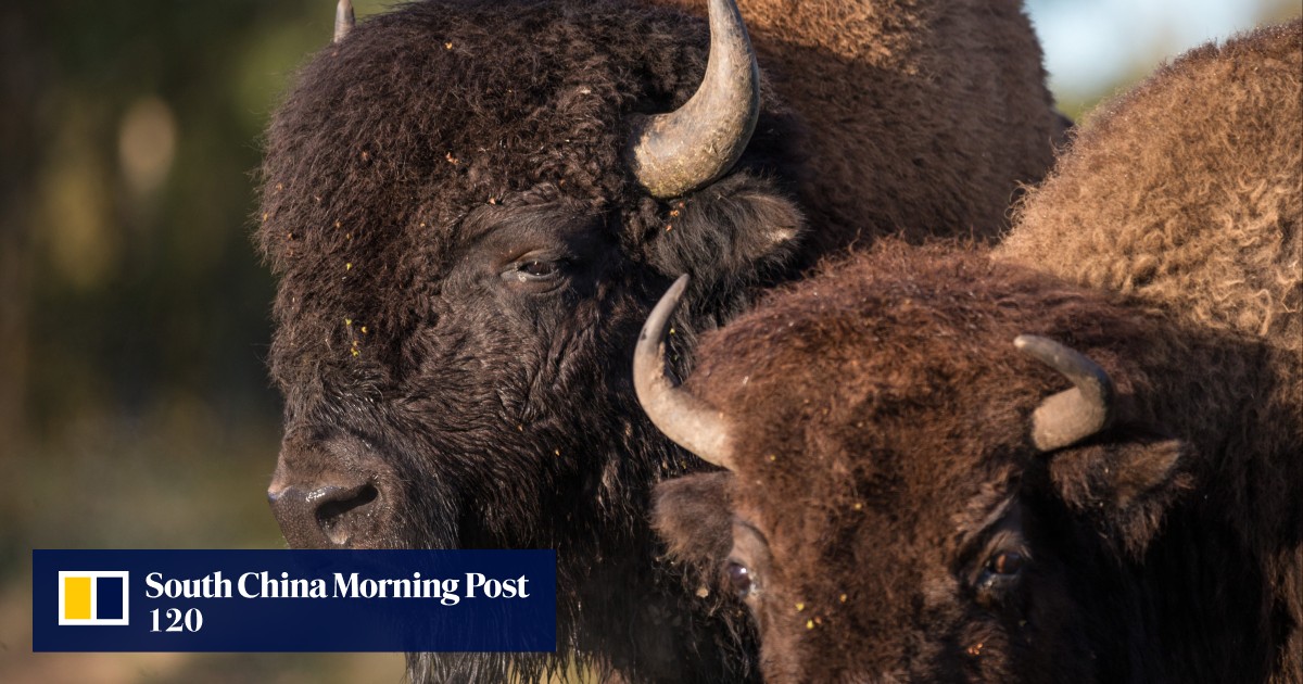 Canada’s bison conservation success story is also partly about a ...
